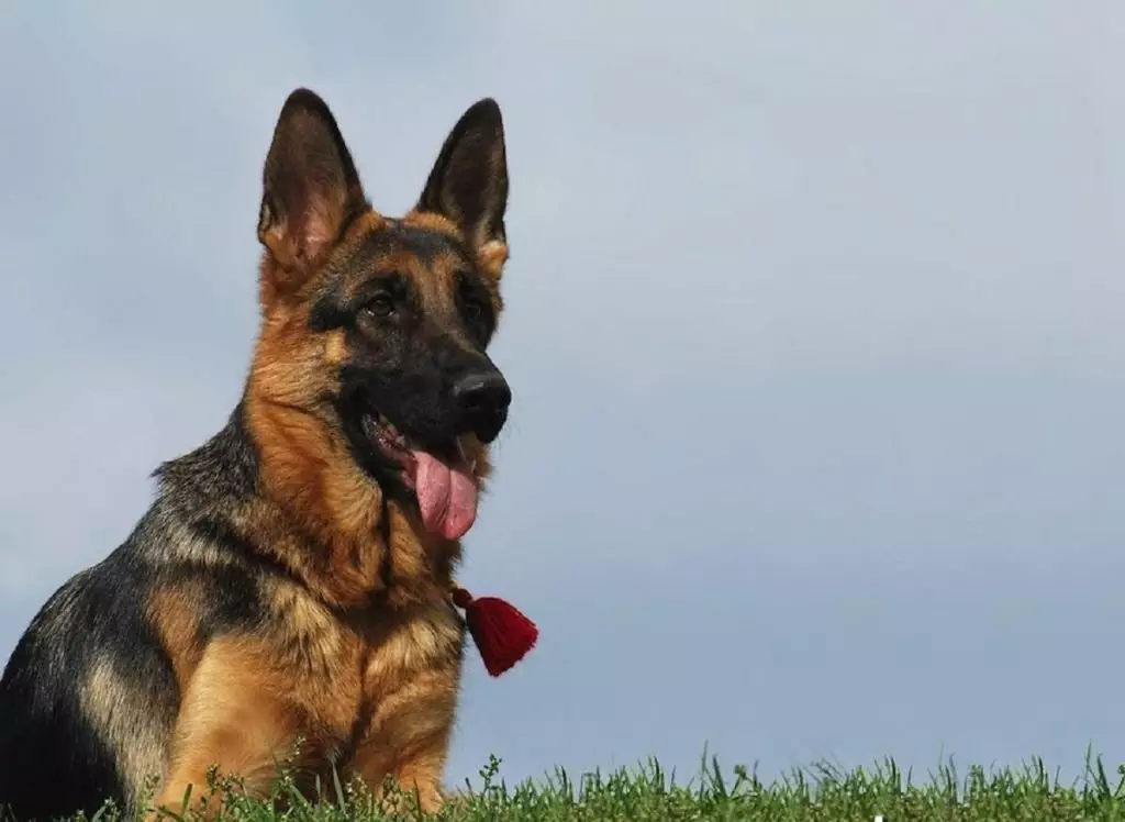 Gunther anu Kaopat panginten anjing anu paling beunghar di dunya.