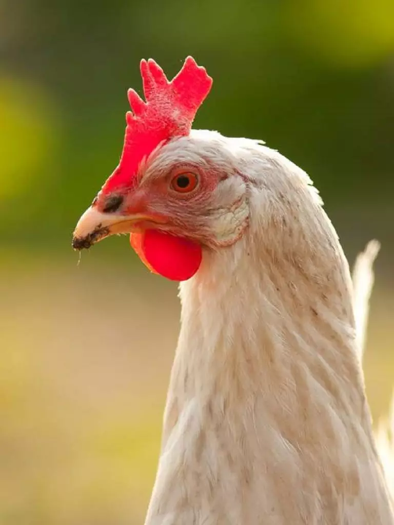 Chicken Jiggo het skielik met 16 miljoen dollar ryker geword wat haar eienaar aan haar nagelaat het.