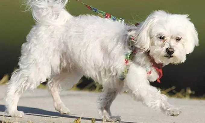 Bolonka Trouble is 'n hond met 'n groot erfenis.