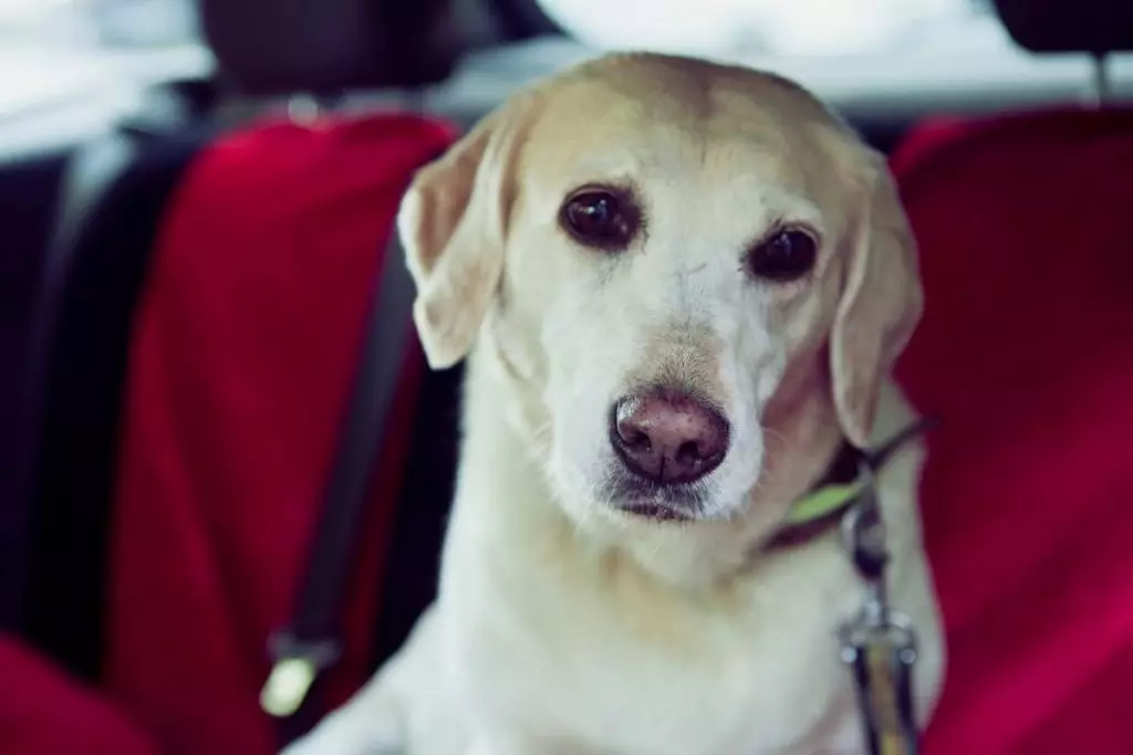 Labrador Flossie er en lojal venn som reddet den berømte Drew Barrymore fra en brann.