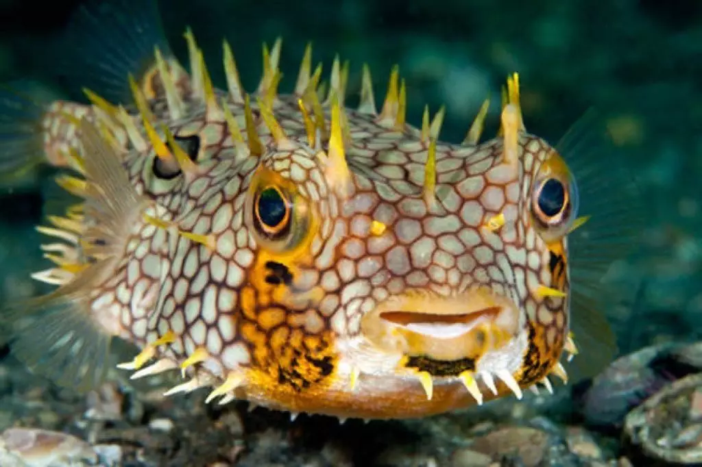 Hedgehog fish (Diodontidae).