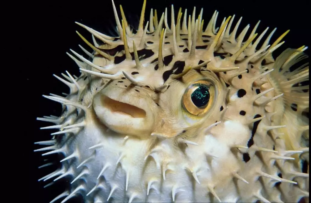 Ang pamilya ng hedgehog-fish ay may hanggang sa 8 genera, karaniwan sa halos lahat ng tropikal na dagat