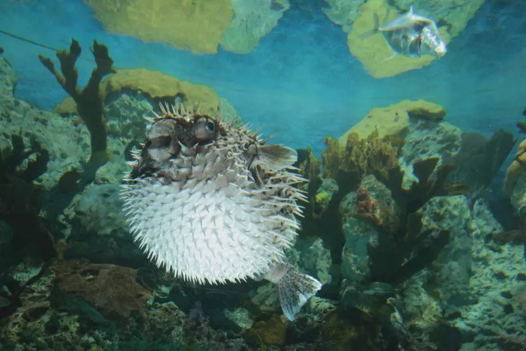 Dahil ang mga hedgehog ng isda ay marahang lumangoy, hindi sila makakatakas mula sa mga kaaway sa pamamagitan ng paglipad, samakatuwid nakabuo sila ng kanilang sariling sandata ng pagtatanggol sa sarili.