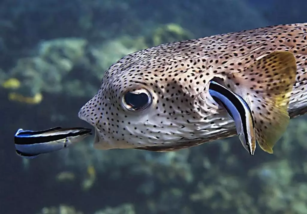 Ang mga isda ay interesado lamang sa nakakain na mga bahagi ng mga polyp.