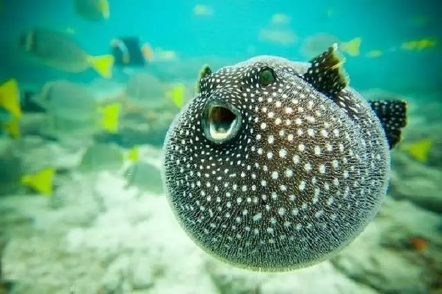 Hedgehog mburu iwak ing wayah wengi, mula prawane bisa ndeleng banget.