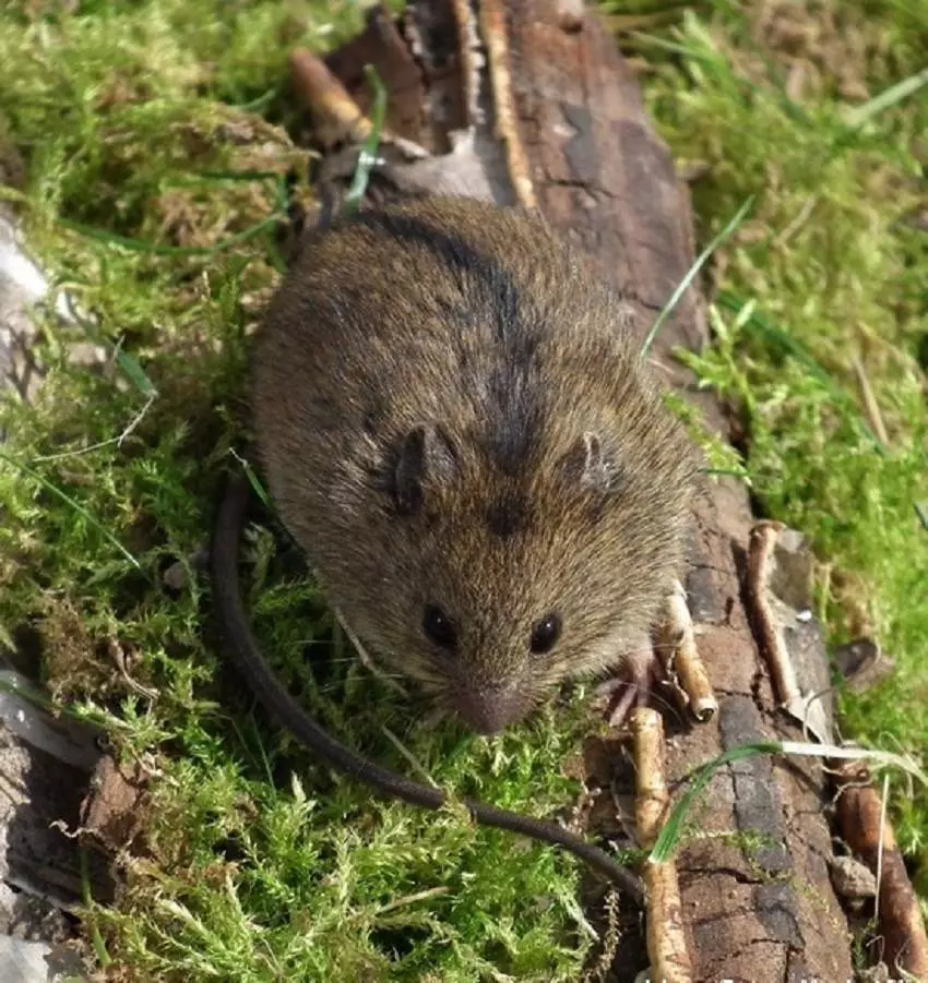 Bir fareye dış benzerliğine rağmen, fare onun yakın akrabası değil, jerboanın kardeşidir.