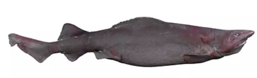 Аккали дандонпизишк - таърихи кашфи намудҳо ва зиндагии акулҳои имрӯза