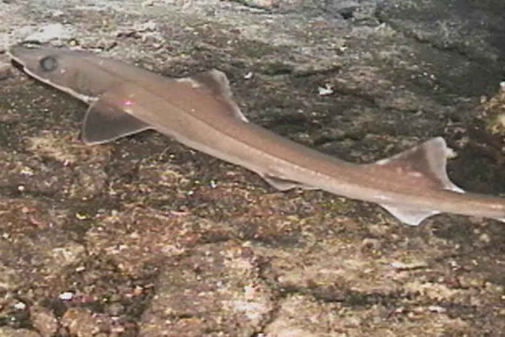 Дар обҳои Австралия акулҳои дандоншикан дар умқи тақрибан 830 м сайд шуданд.