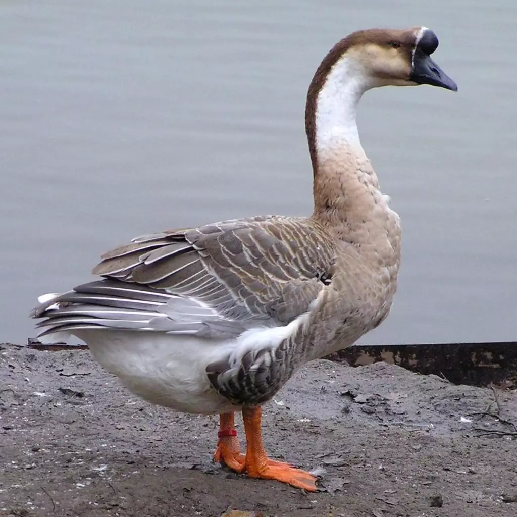 Hierdie gans is meer as 3000 jaar gelede in China gematig.