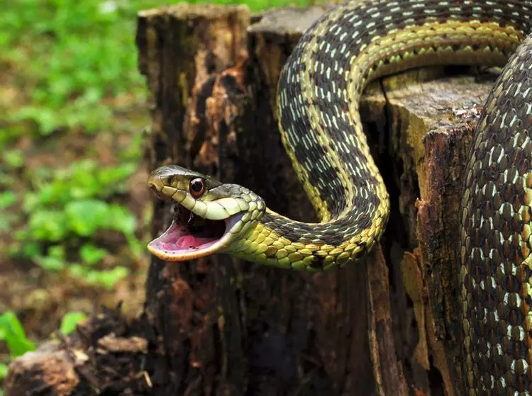 Обикновена жартиерна змия (Thamnophis sirtalis).