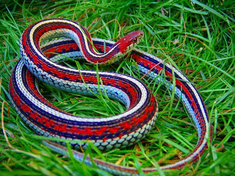 Обикновената жартиерна змия има зачатъци на жизненост. Калифорнийският подвид на тази змия (Thamnophis sirtalis tetrataenia) е застрашен.