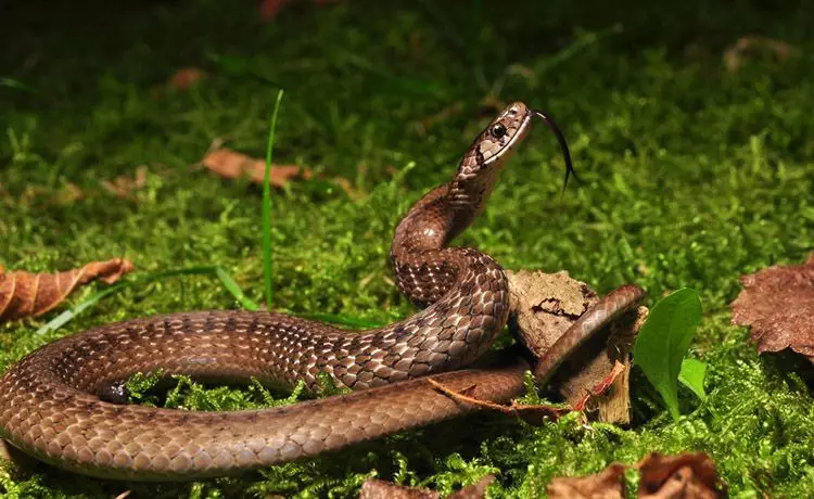 Разпадаща се змия (Storeria dekayi).