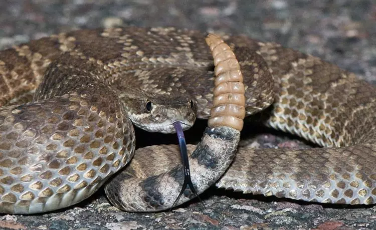 Ромбична гърмяща змия (Crotalus scutulatus).