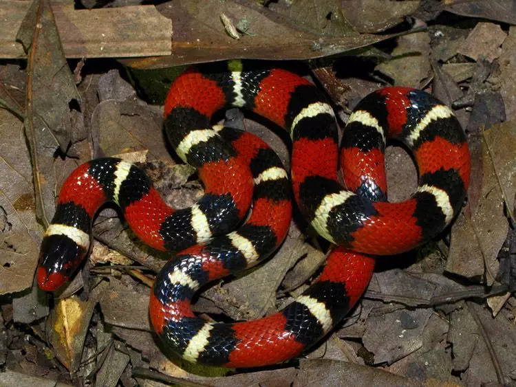 Цветна царска змия (Lampropeltis triangulum elapsoides).