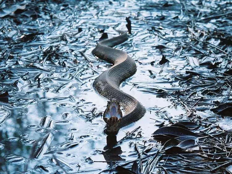 Змиите плуват красиво, а някои видове (морски змии) никога не кацат на сушата.