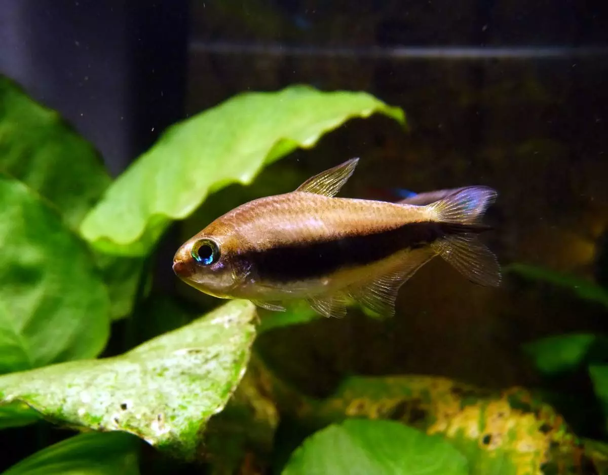 The royal tetra is a common aquarium fish.