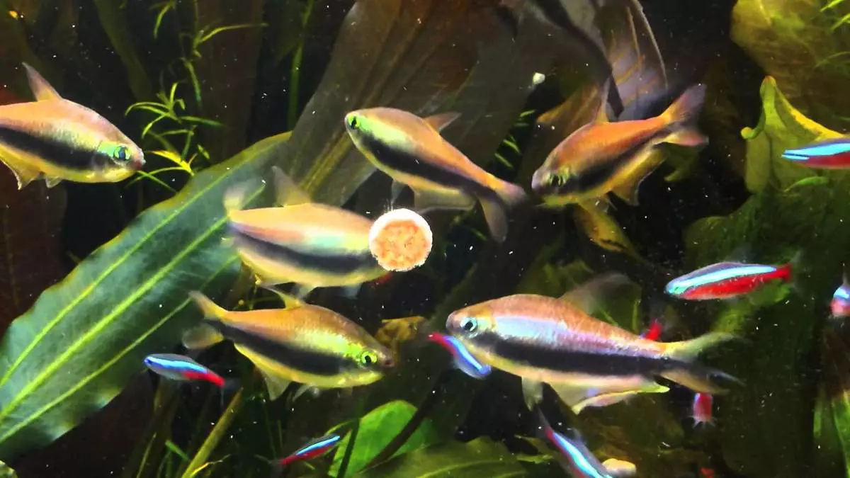 Royal tetras get along well with other types of fish.