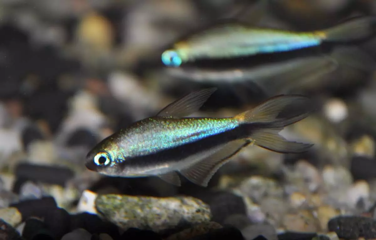 The royal tetra has a name - palmeri, which is also considered scientific.