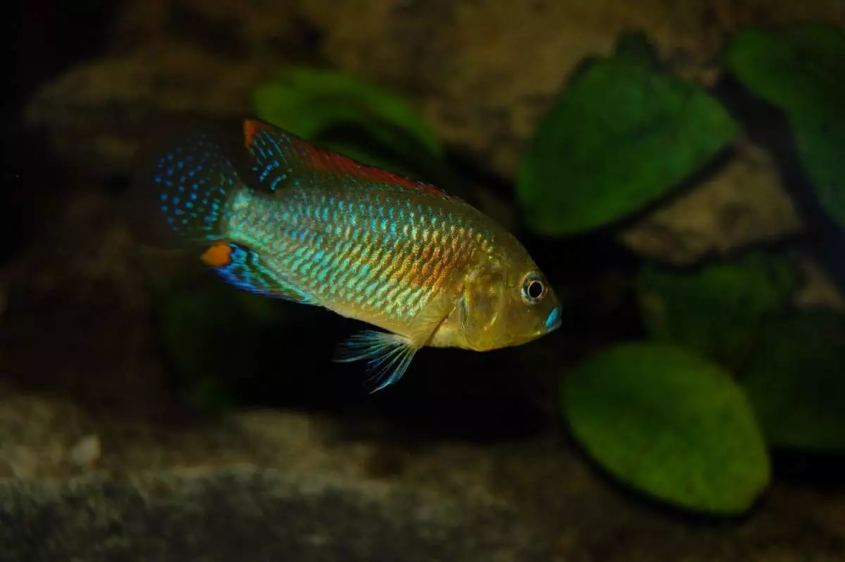 Pupọ awọ Haplochromis (Pseudocrenilabrus multicolor).