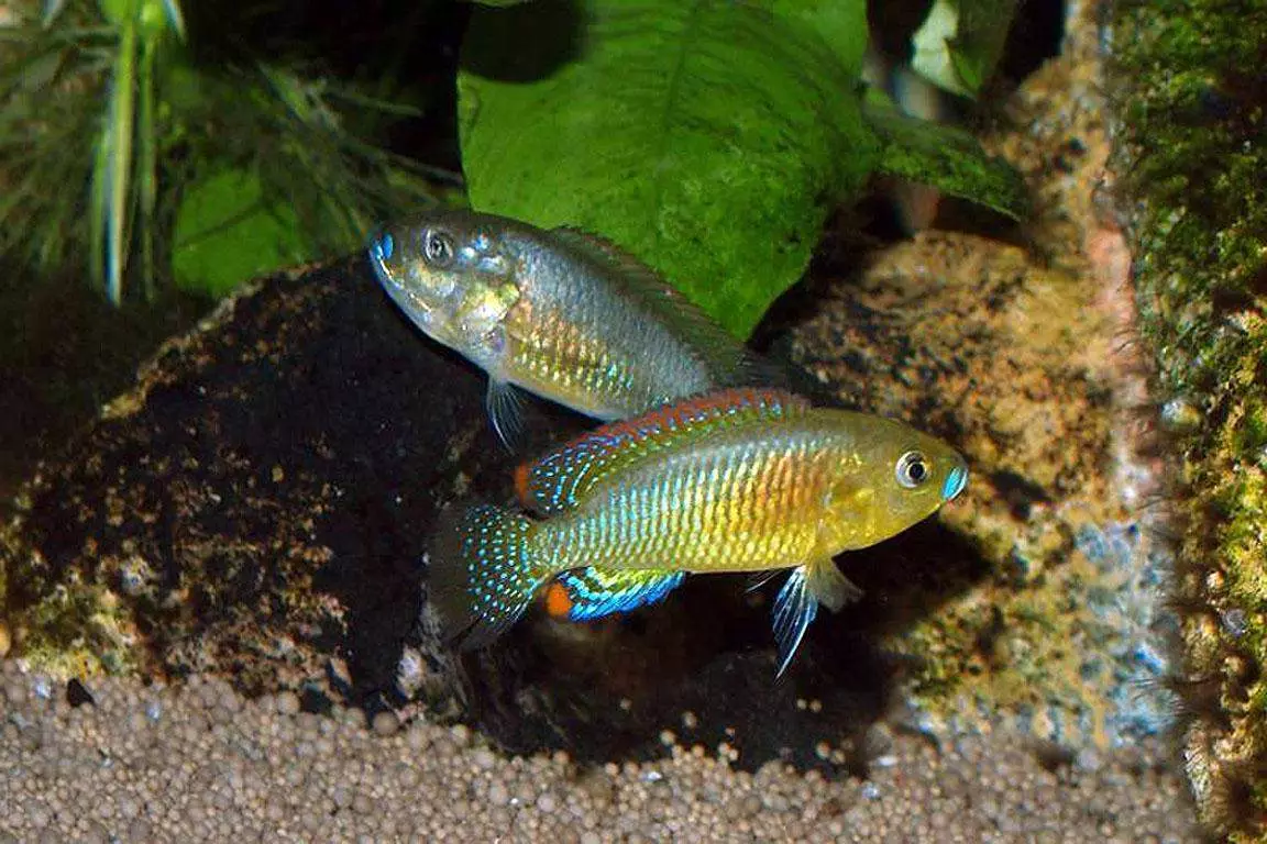 Ryba haplochromis multicolor - pôvodom z Afriky.