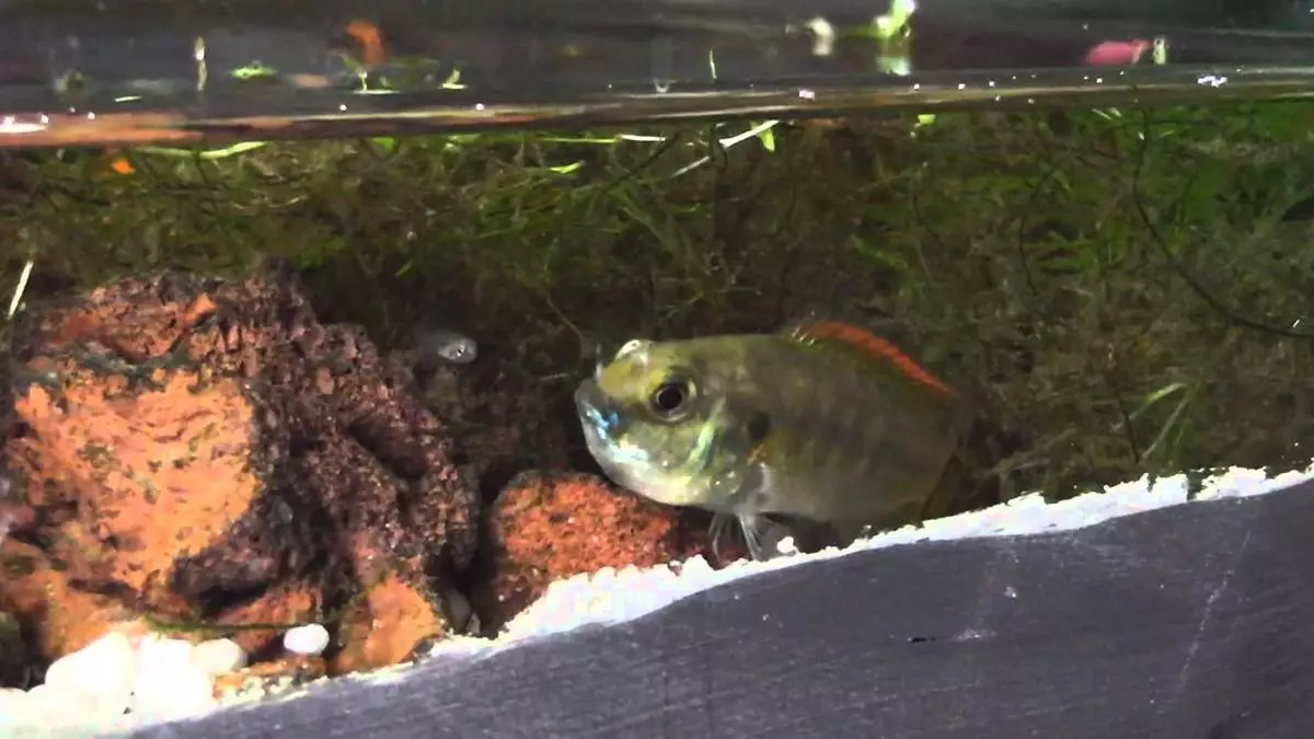 Haplochromis multicolor dia trondro Aquarium milamina.