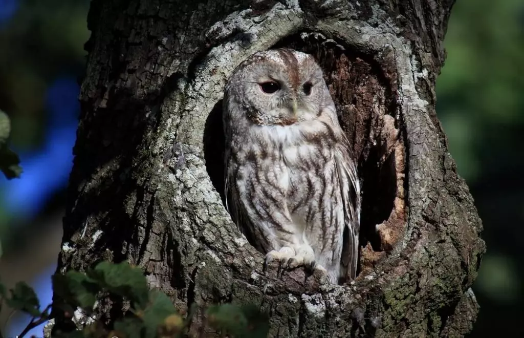 Owl Gray (Strix aluco).