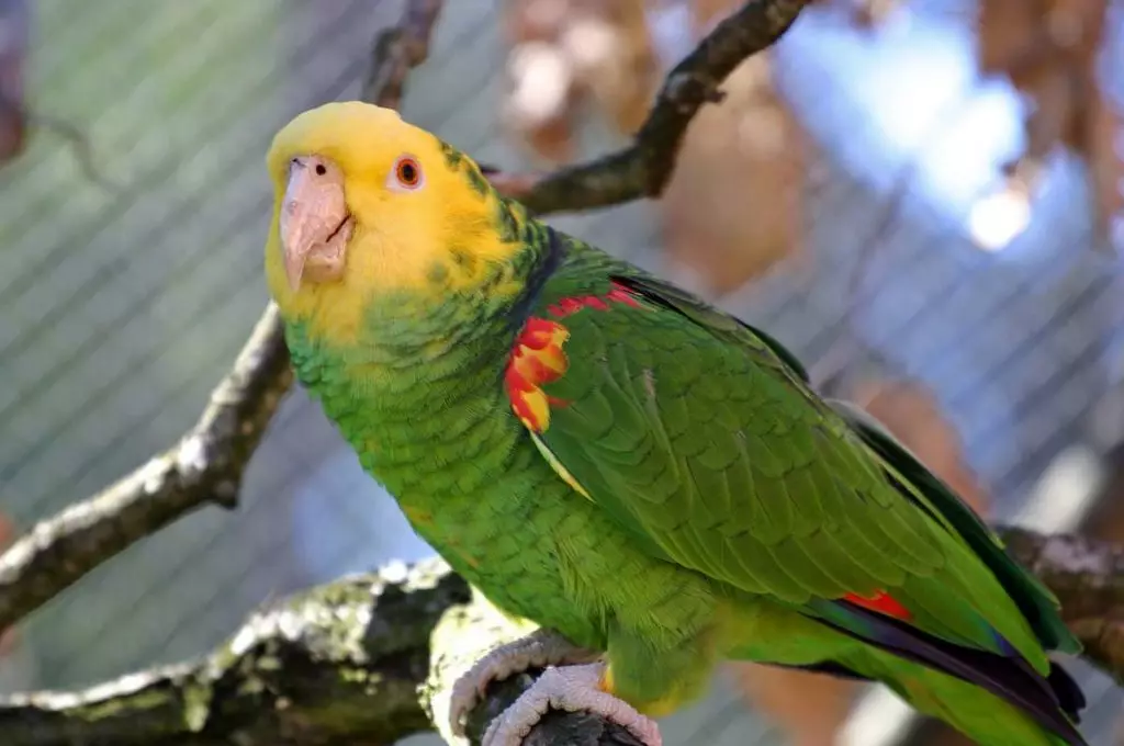Младите папагали се обоени само зелено, но тие имаат мала жолта дамка на челото.