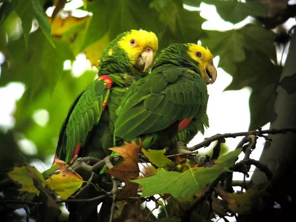 Папагалите с жълта глава живеят по двойки или на малки групи в короните на дърветата или на открито.