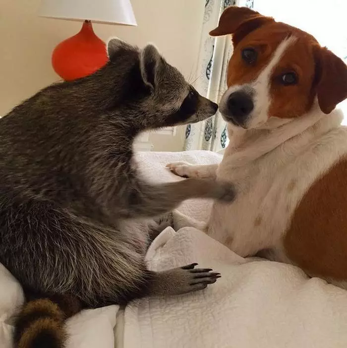 La tenera amicizia di un procione e di un cane.