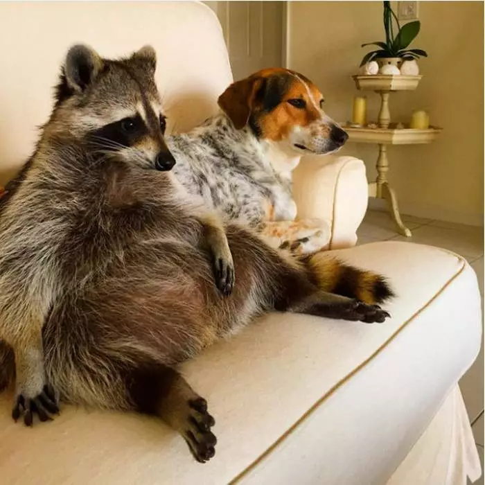 Lakini raccoon tayari anaangalia TV na rafiki yake - mbwa.