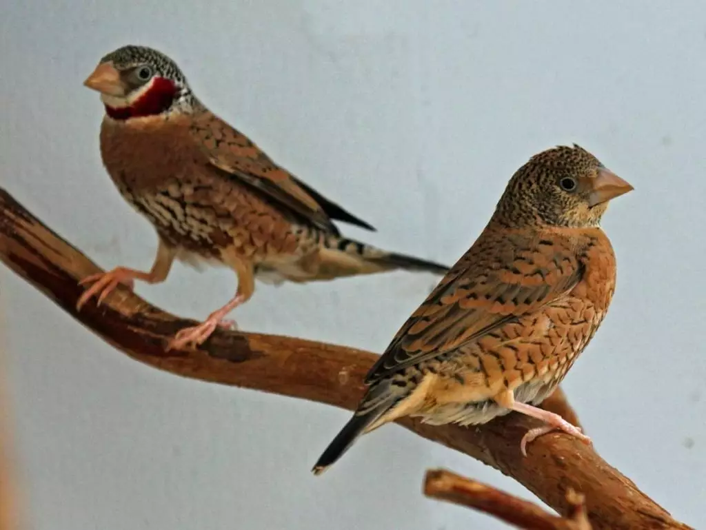 鳥は、半砂漠地帯に進むことなく、アカシアが生い茂った乾燥したサバンナに生息します。