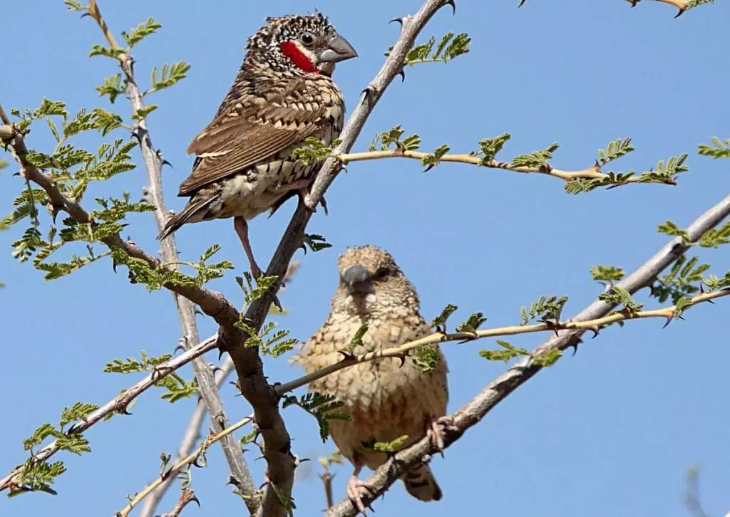 Los pinzones de garganta roja ponen de 4 a 6 huevos en los huecos de los árboles.