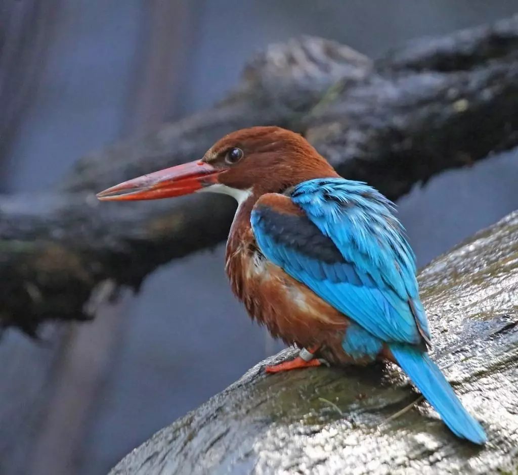 Улаан хошуут загасчин (Halcyon smyrnensis).