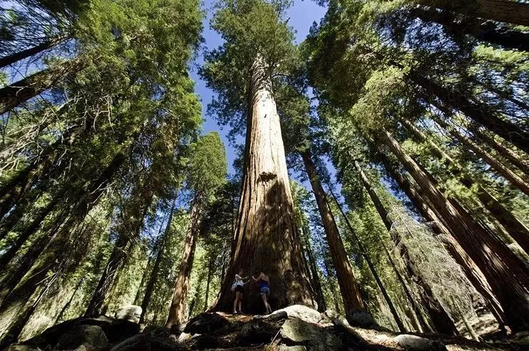 Sequoia Nationalpark - ein Wunder der kalifornischen Natur