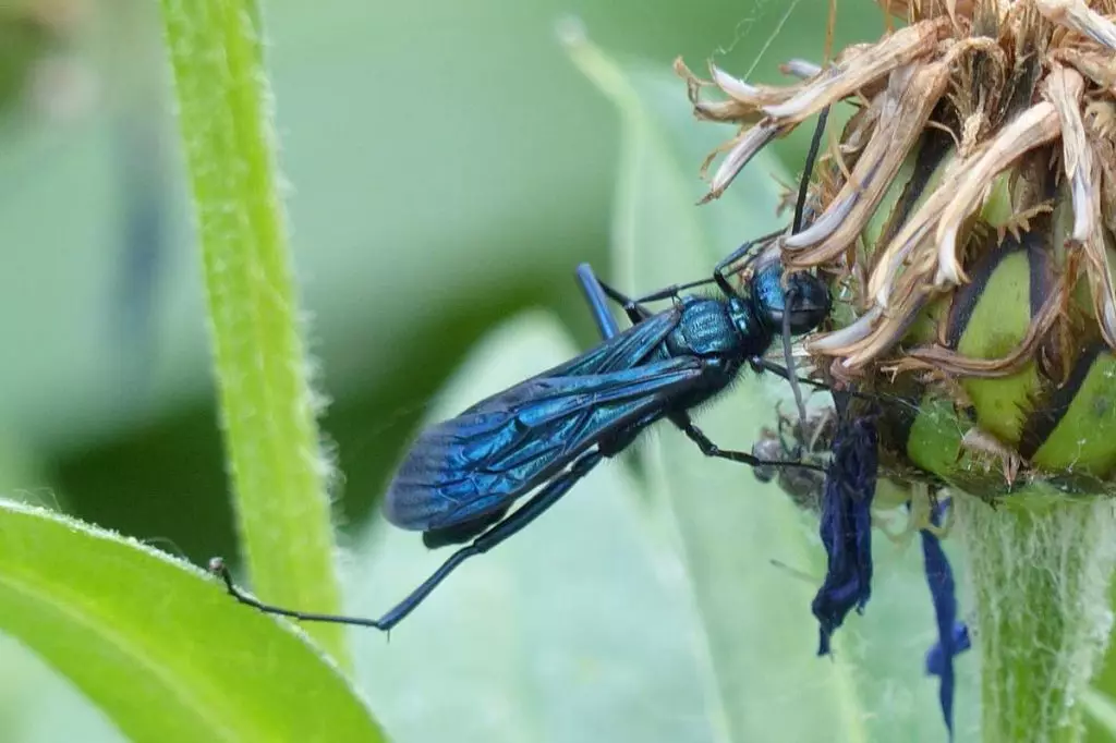 Blue Mud Wasp, Chi tiết côn trùng