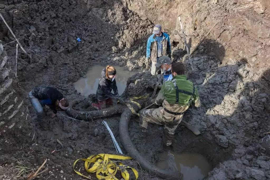 Excavació d'un mamut lanós descobert pels agricultors nord-americans.