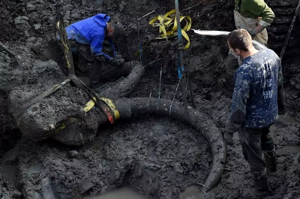 Wykopaliska mamuta włochatego odkrytego przez amerykańskich rolników.