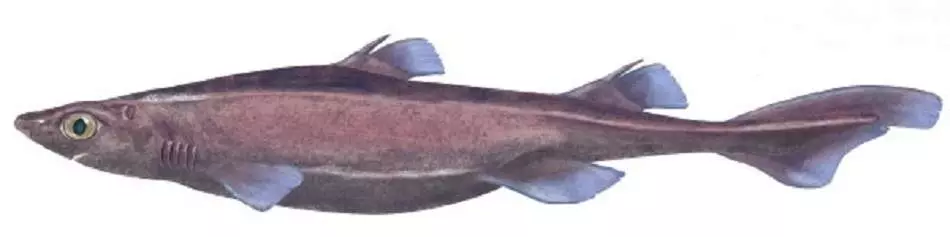 Black dog shark (Centroscyllium).