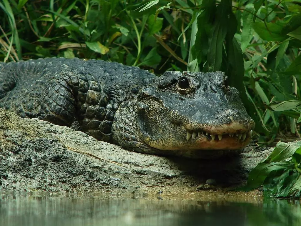 כינעזיש אַלאַגייטער (Alligator sinensis).