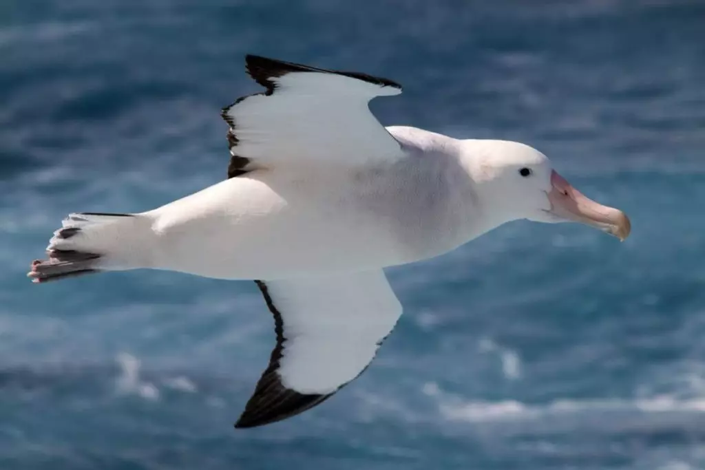 Umwami albatros (Diomedea epomophora).