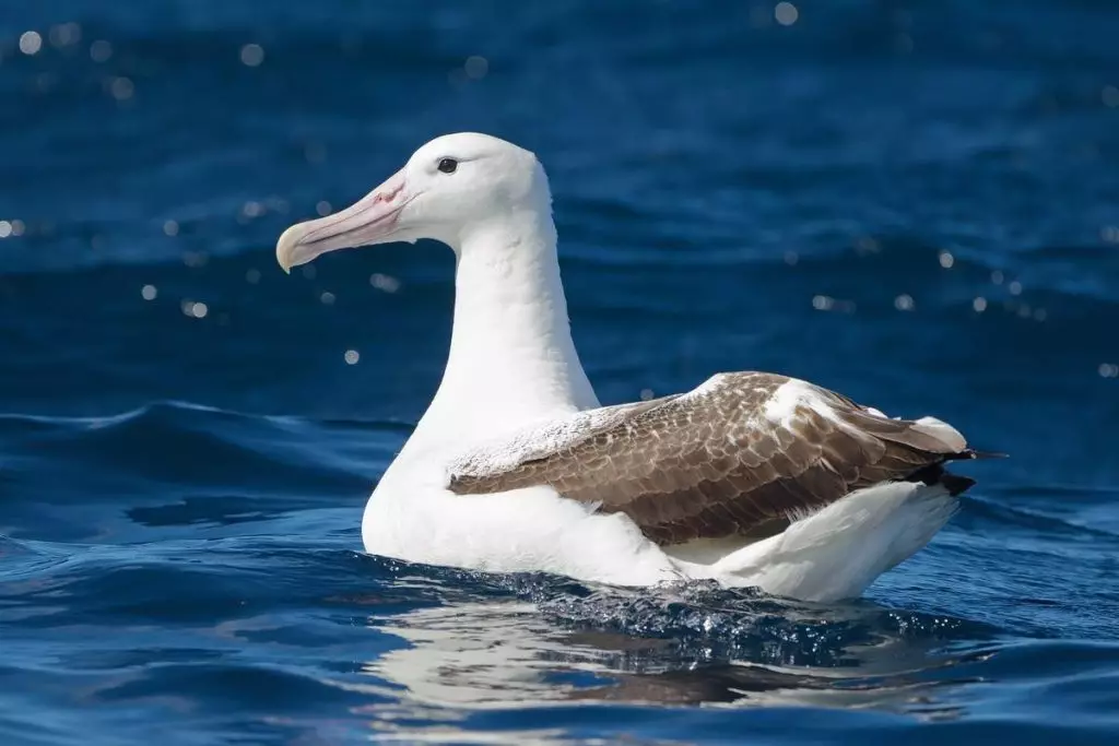 Akaga gakomeye kuri albatroses ni kwanduza ibidukikije.