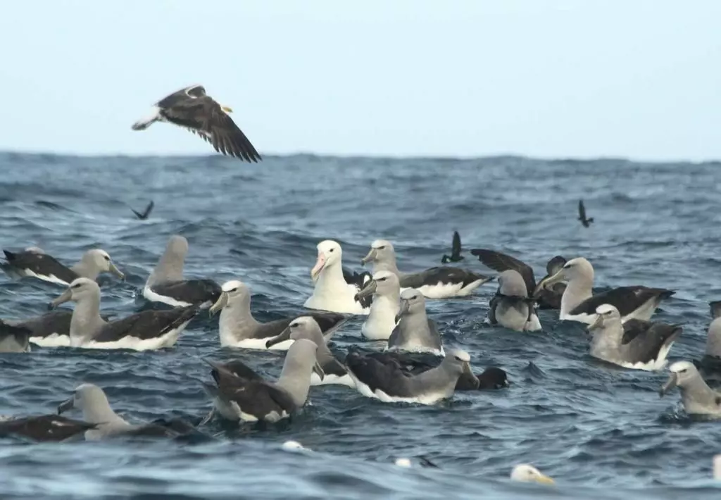 Errege albatrosak 6-10 urte bitartean helduko dira.