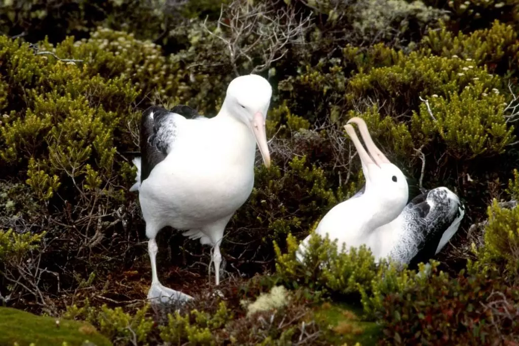 Kongelige albatrosser rede på øer i det sydlige Stillehav og New Zealand.