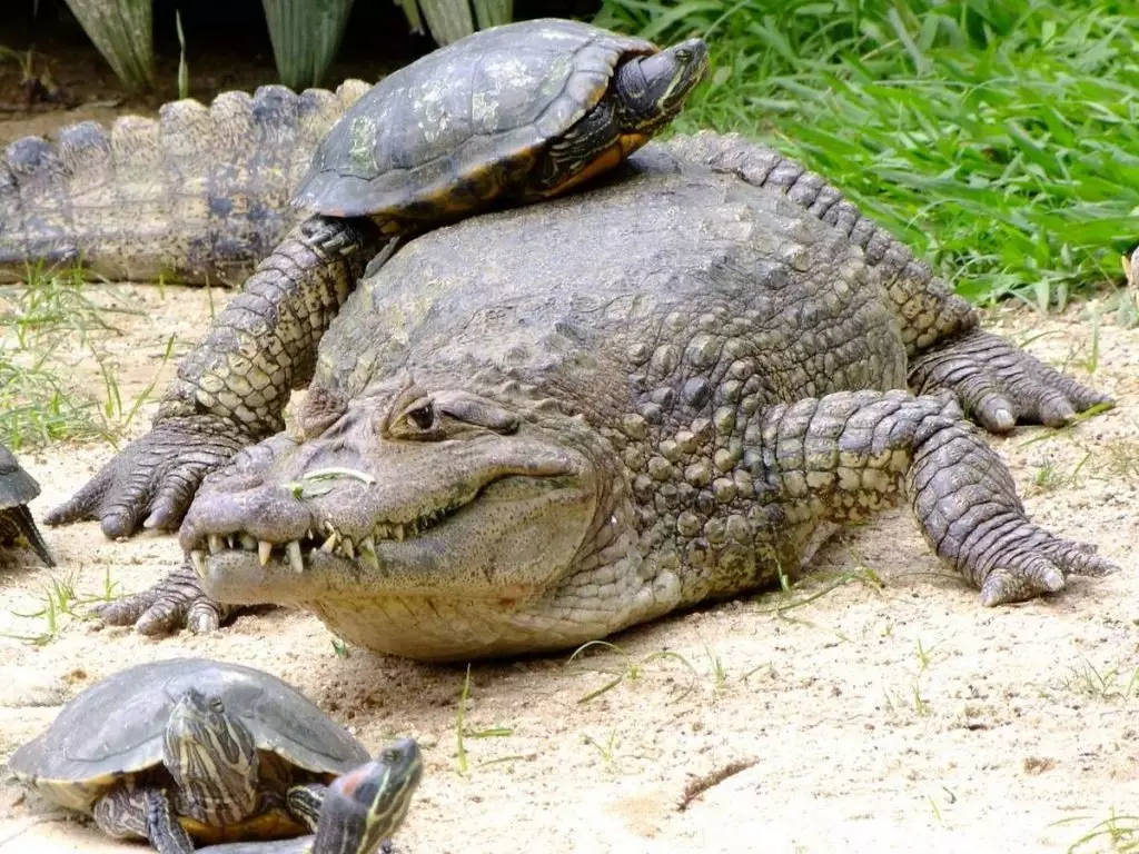 Широкомордий Кайман (Caiman latirostris).