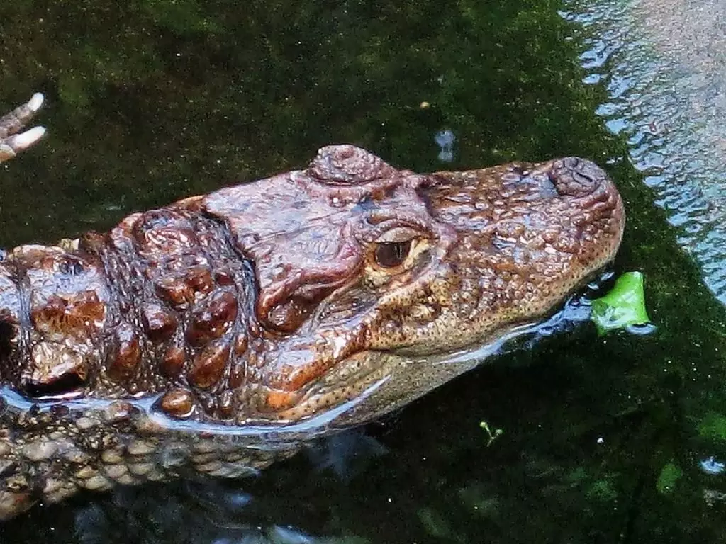 Bagian tukang caiman ditutupan ku sisik ossified padet anu warna héjo zaitun.