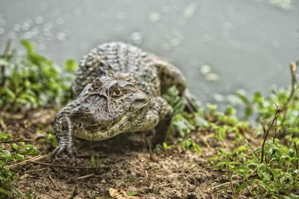 Zubi kajmana širokog lica prilagođeni su za grizenje kroz kornjačeve oklope.