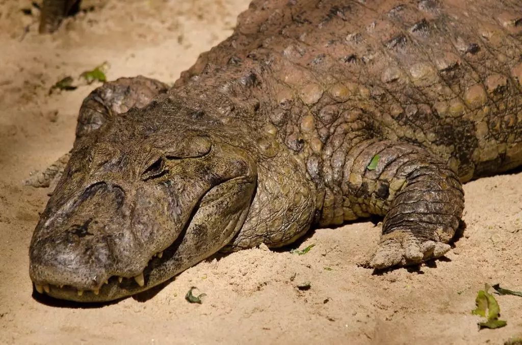 Na Argentina, enwere mmemme maka ịzụlite caimans nwere ọnụ sara mbara n'ugbo agụ iyi.