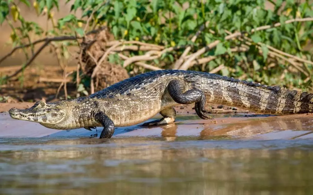 Crocodile caiman (Caiman crocodilus).