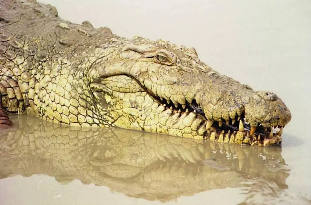 Young caimans are yellow in color with black spots and stripes all over the body; adults are olive green.