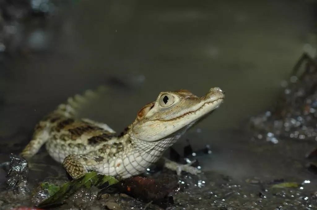 U mnogim zemljama, uključujući El Salvador, broj kajmanskih krokodila naglo je opao.